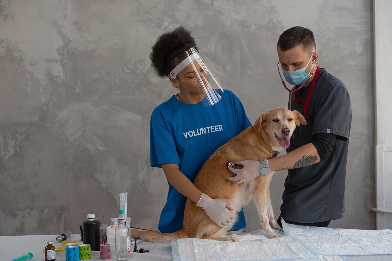 Vet Clinic Operations: Visualize Your KPIs to Exceed Them | Just Vet ...